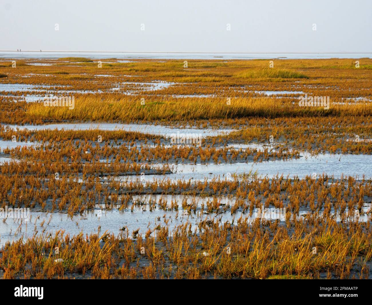 Salt marshes, Westerheversand, Wadden Sea National Park, UNESCO World ...