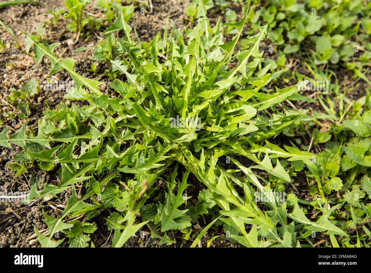 Green leaves grass dandelion hi-res stock photography and images - Alamy