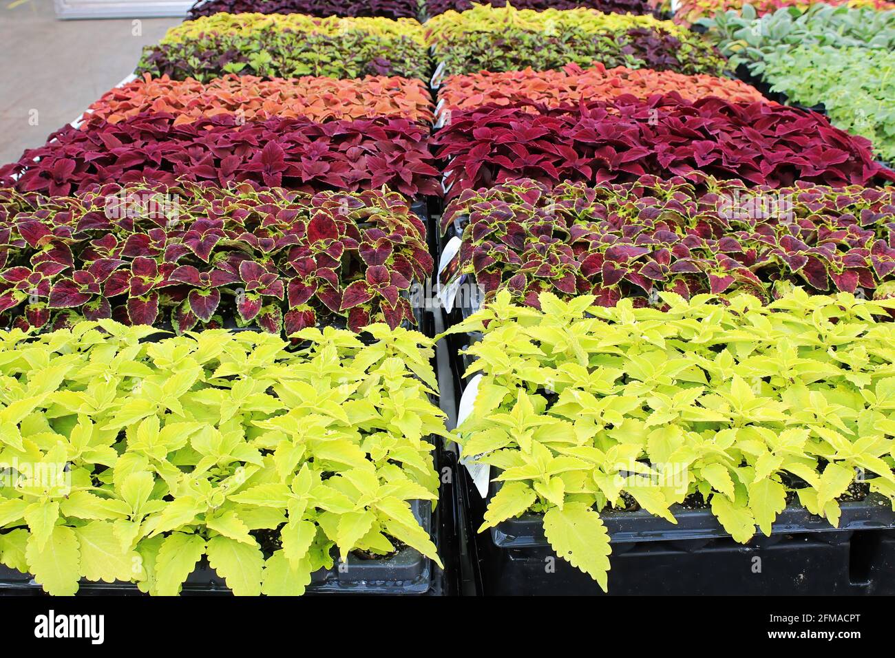 Coleus colors hi-res stock photography and images - Alamy