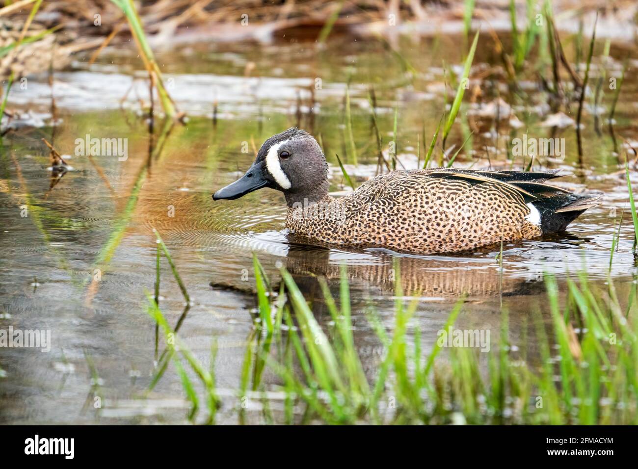 A Blue Winged Teal duck photographed on a rainy afternoon at a nature ...