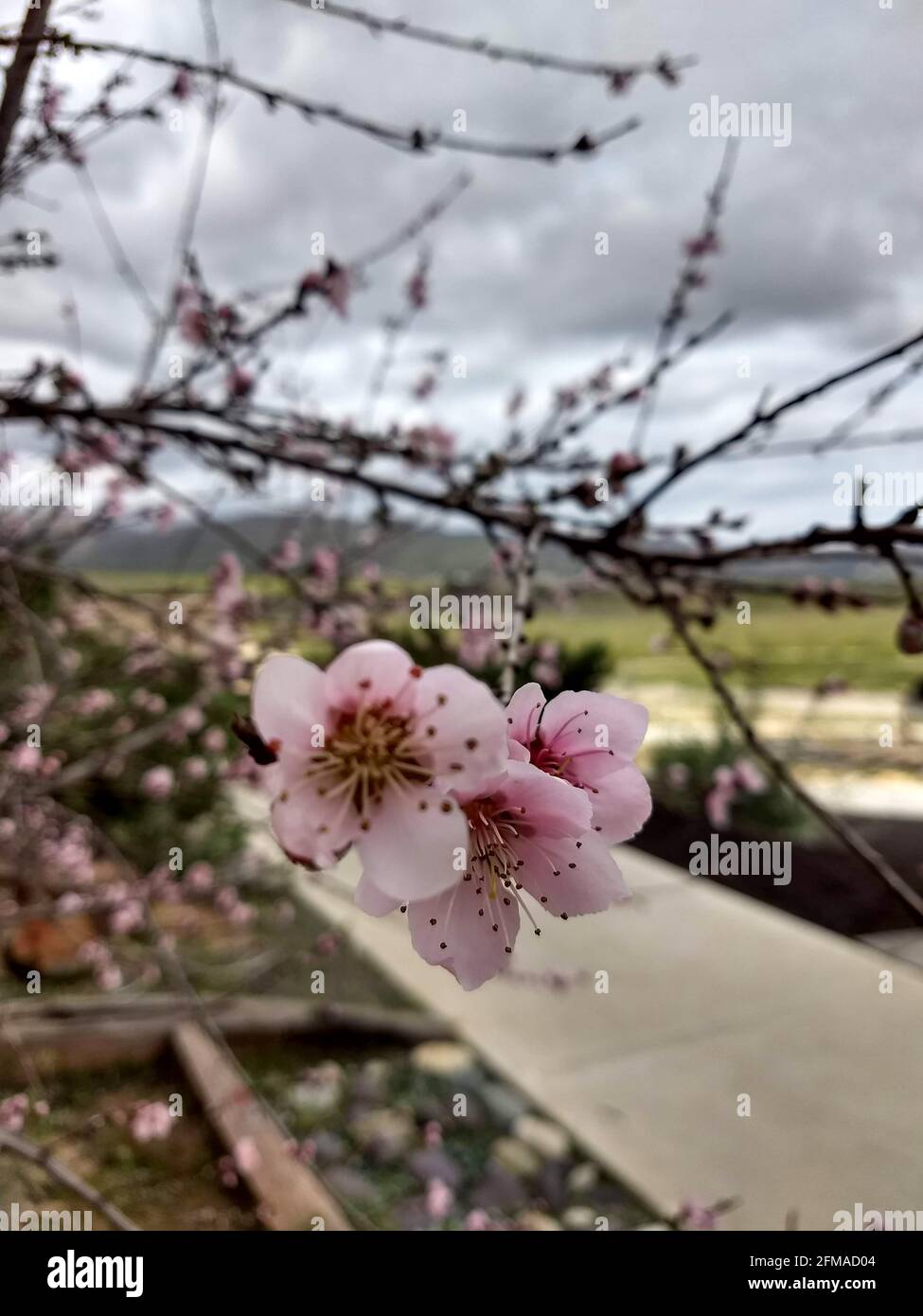 Closeup shot of pink blossom flowers on a tree on a gloomy day Stock ...