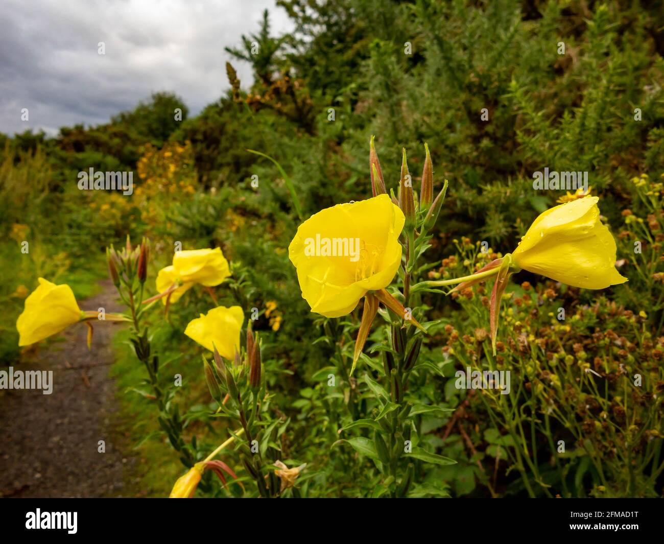 Common Evening Primrose growing wild at Moore Nature Reserve Stock ...