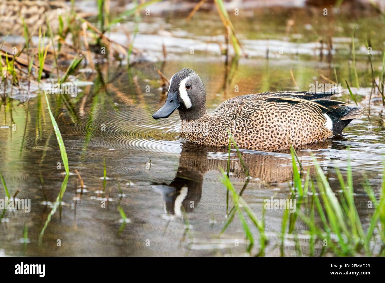 A Blue Winged Teal duck photographed on a rainy afternoon at a nature ...