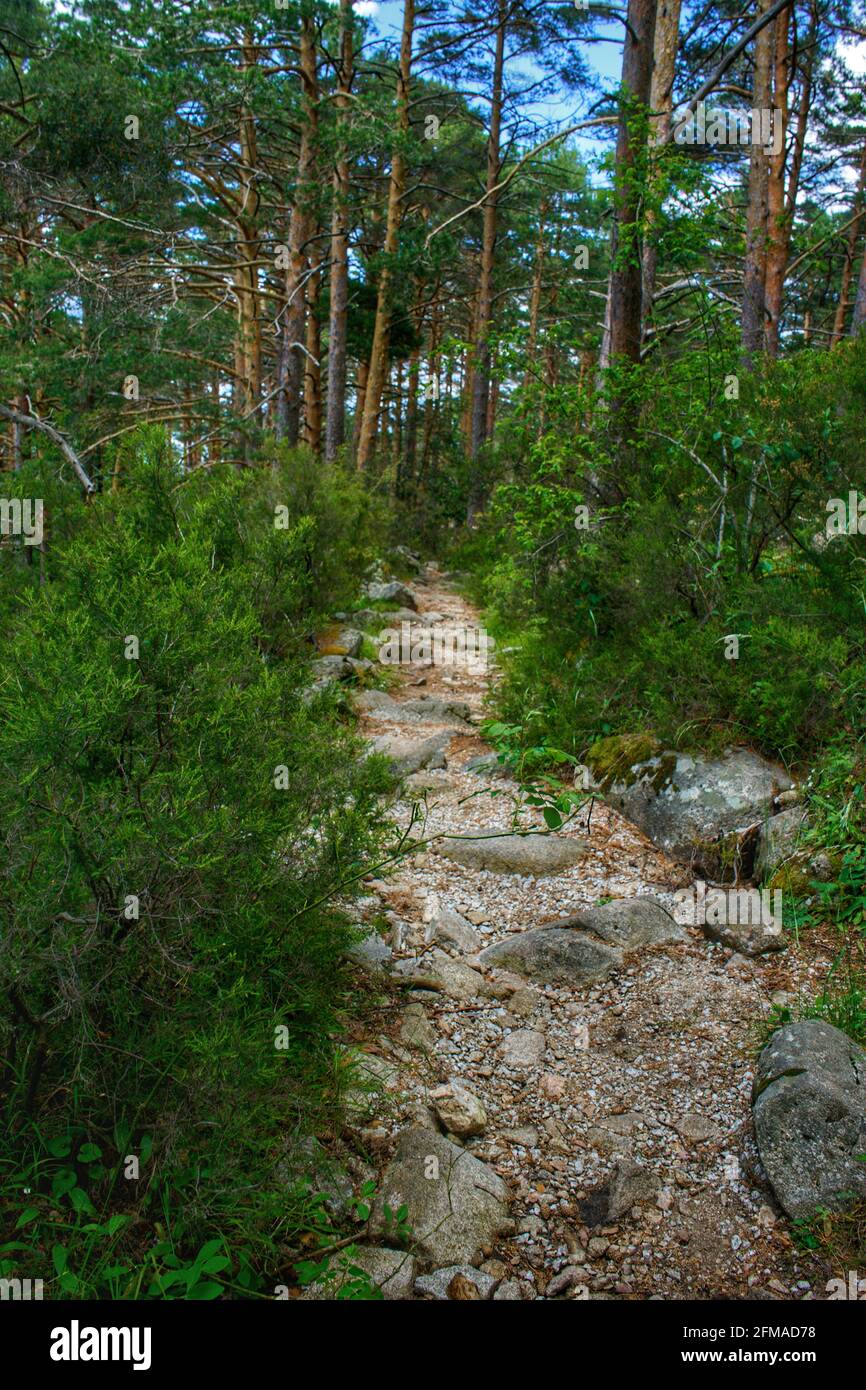 Rocky trail in a green forest Stock Photo - Alamy