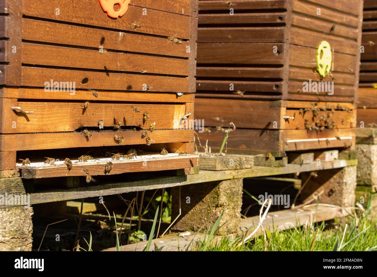 The bee hives on a meadow with flying bees Stock Photo - Alamy