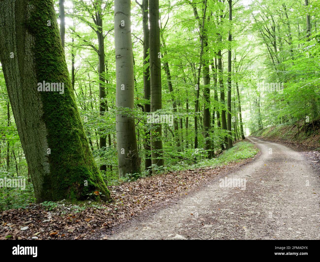 Hainich National Park, UNESCO World Heritage beech forest, primeval ...