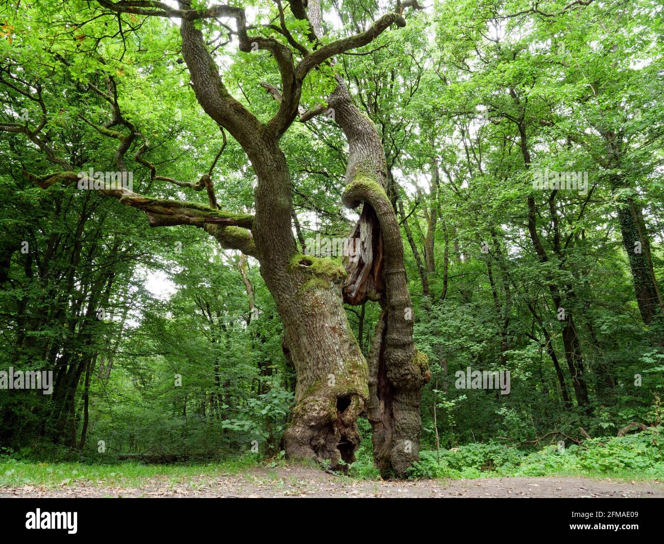Virgin beechwood forest hi-res stock photography and images - Alamy