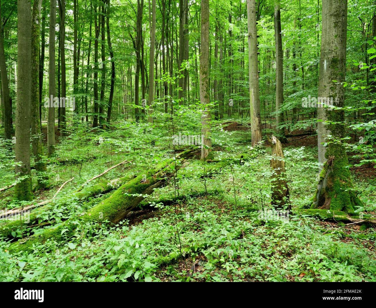Hainich National Park, UNESCO World Heritage beech forest, primeval ...