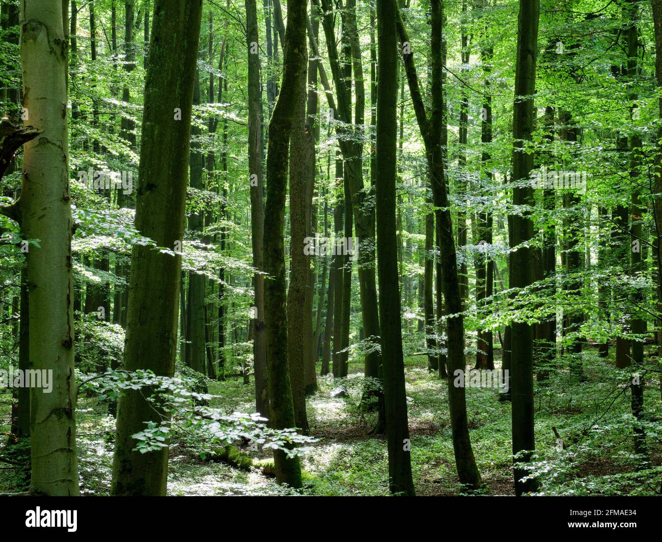 Hainich National Park, UNESCO World Heritage beech forest, primeval ...