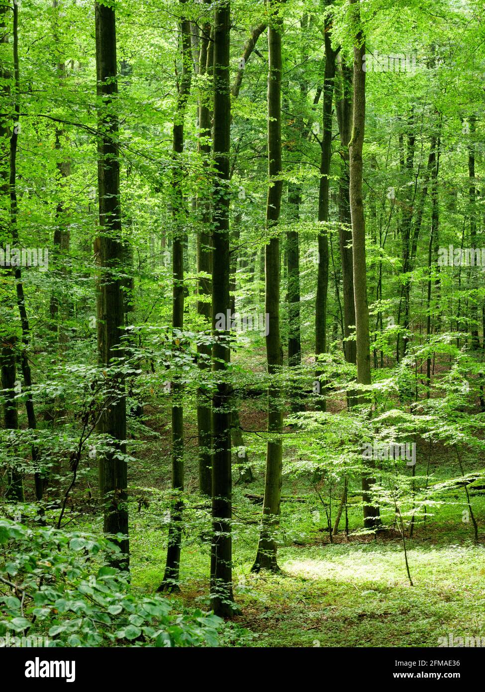 Hainich National Park, UNESCO World Heritage beech forest, primeval ...