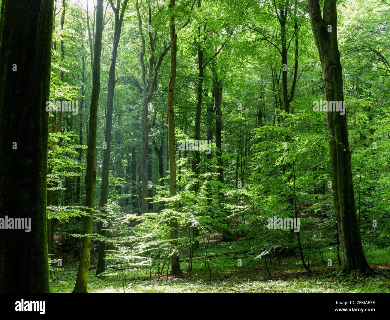 Primeval forest national park hi-res stock photography and images - Alamy
