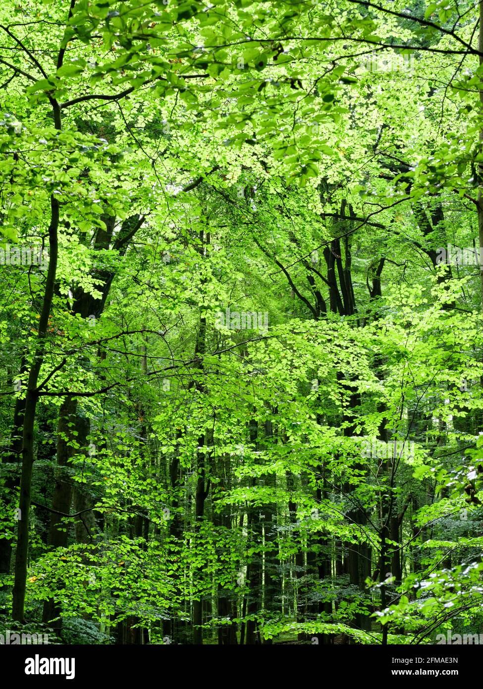Hainich National Park, UNESCO World Heritage beech forest, primeval ...