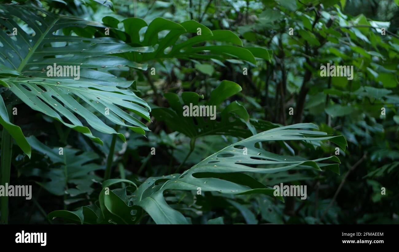 Exotic monstera jungle rainforest tropical atmosphere. Fresh juicy ...