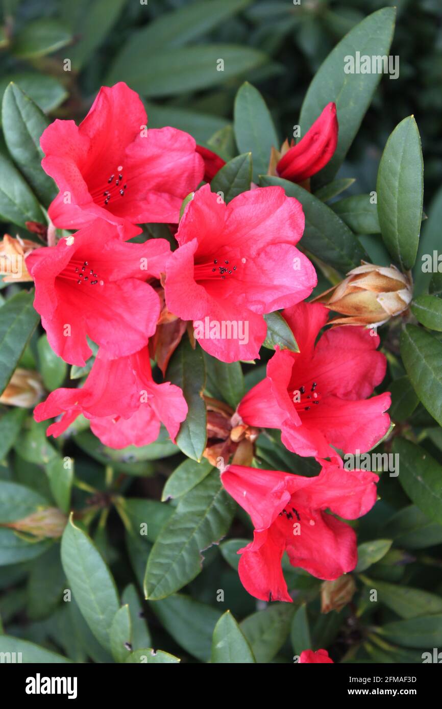 Tubular Flowers High Resolution Stock Photography and Images - Alamy