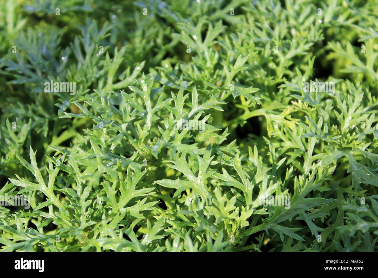 Argyranthemum grandaisy hi-res stock photography and images - Alamy