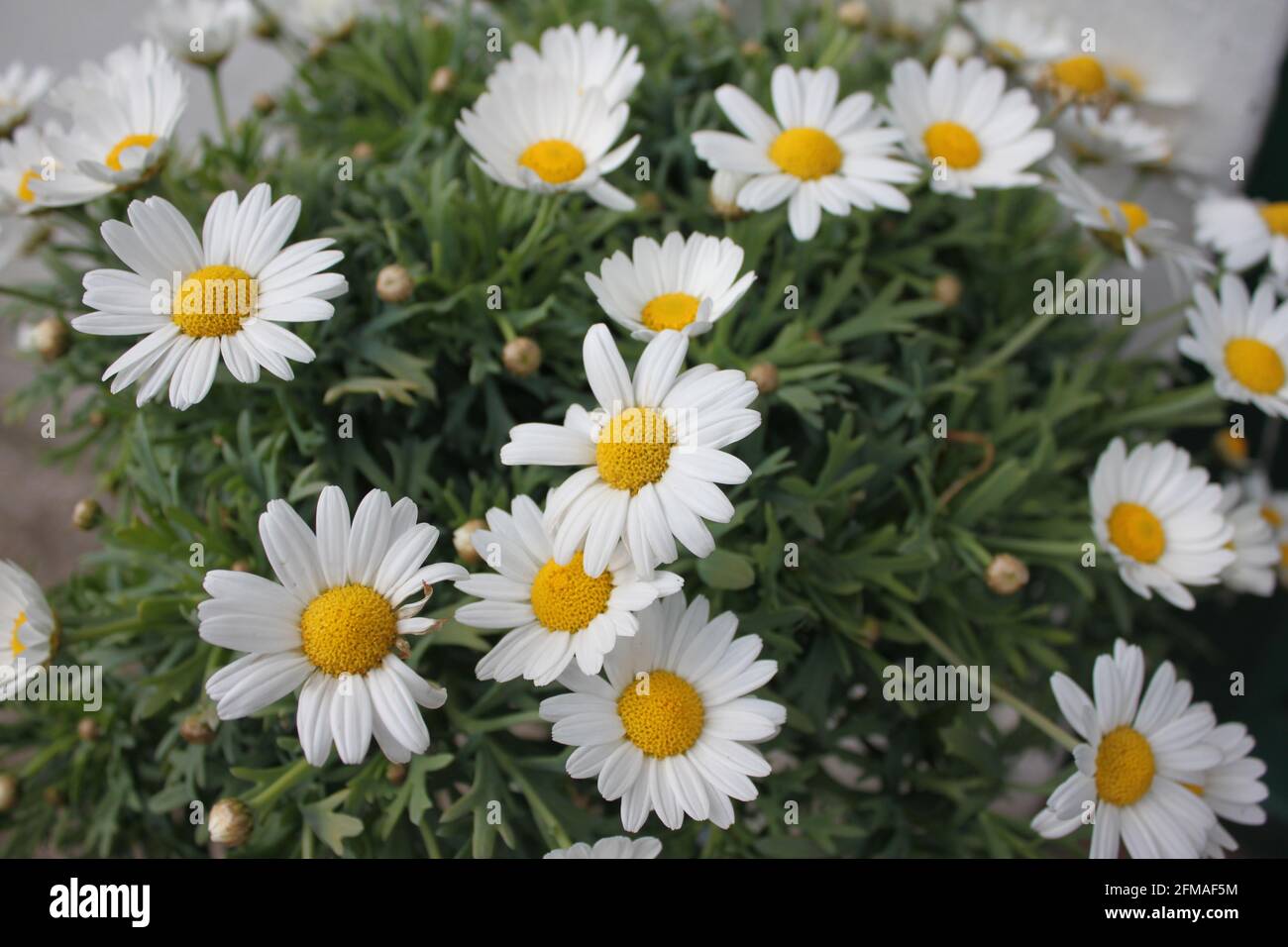 Small white daisy flowers hi-res stock photography and images - Alamy