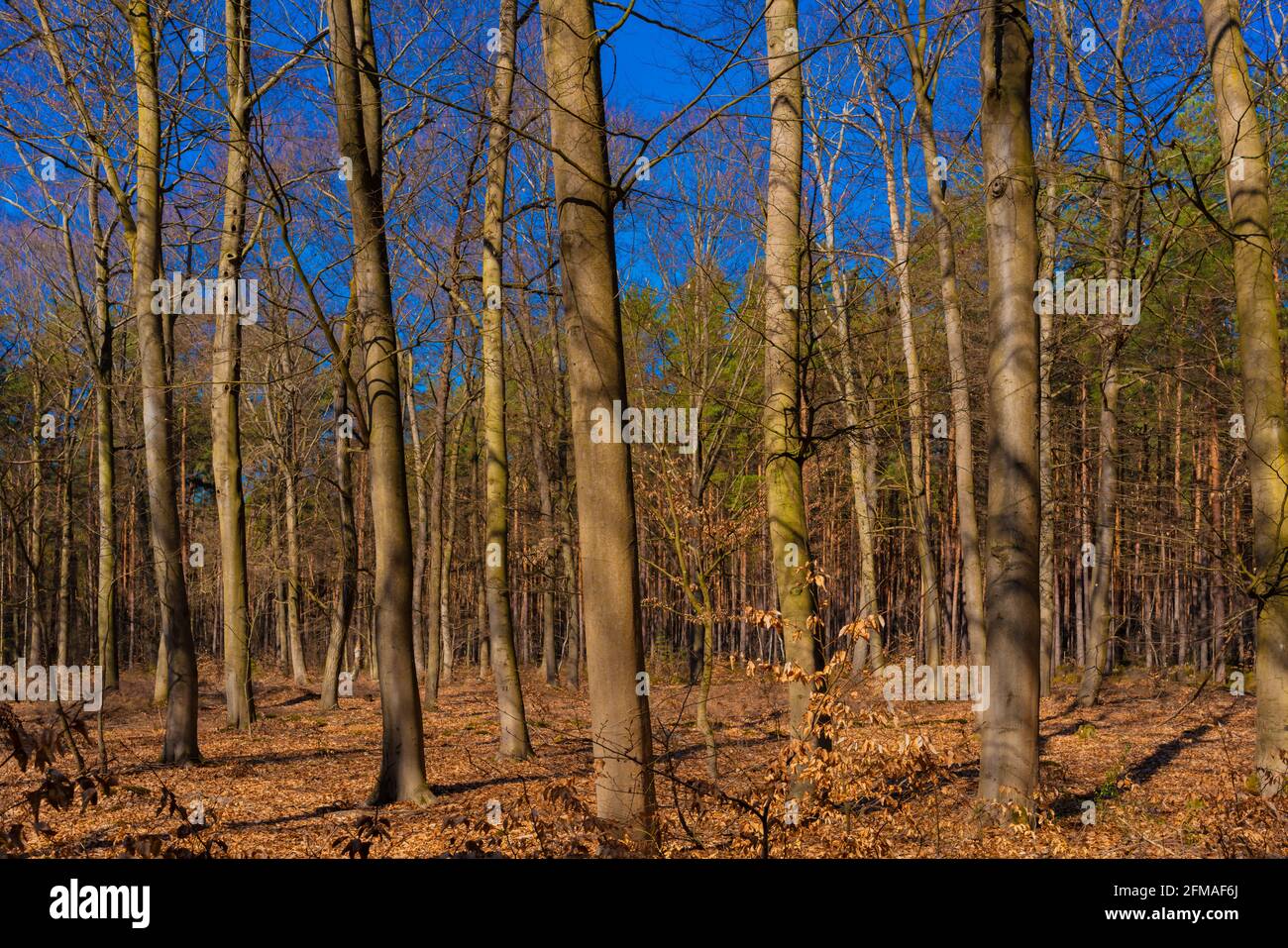 Beech trees at the beginning of spring in the forest, in the background ...