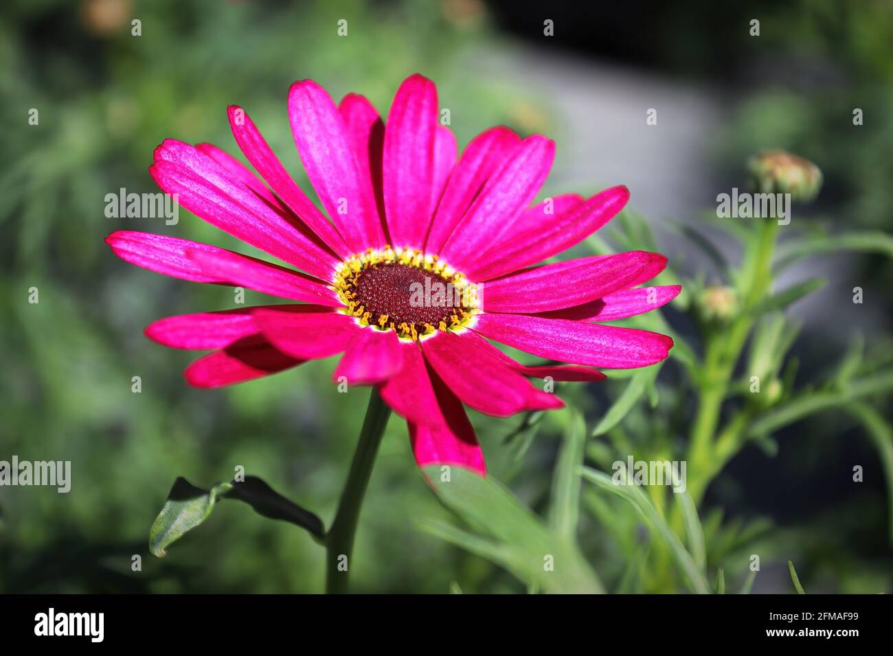 Closeup of a pink GranDaisy argyranthemum flower Stock Photo - Alamy