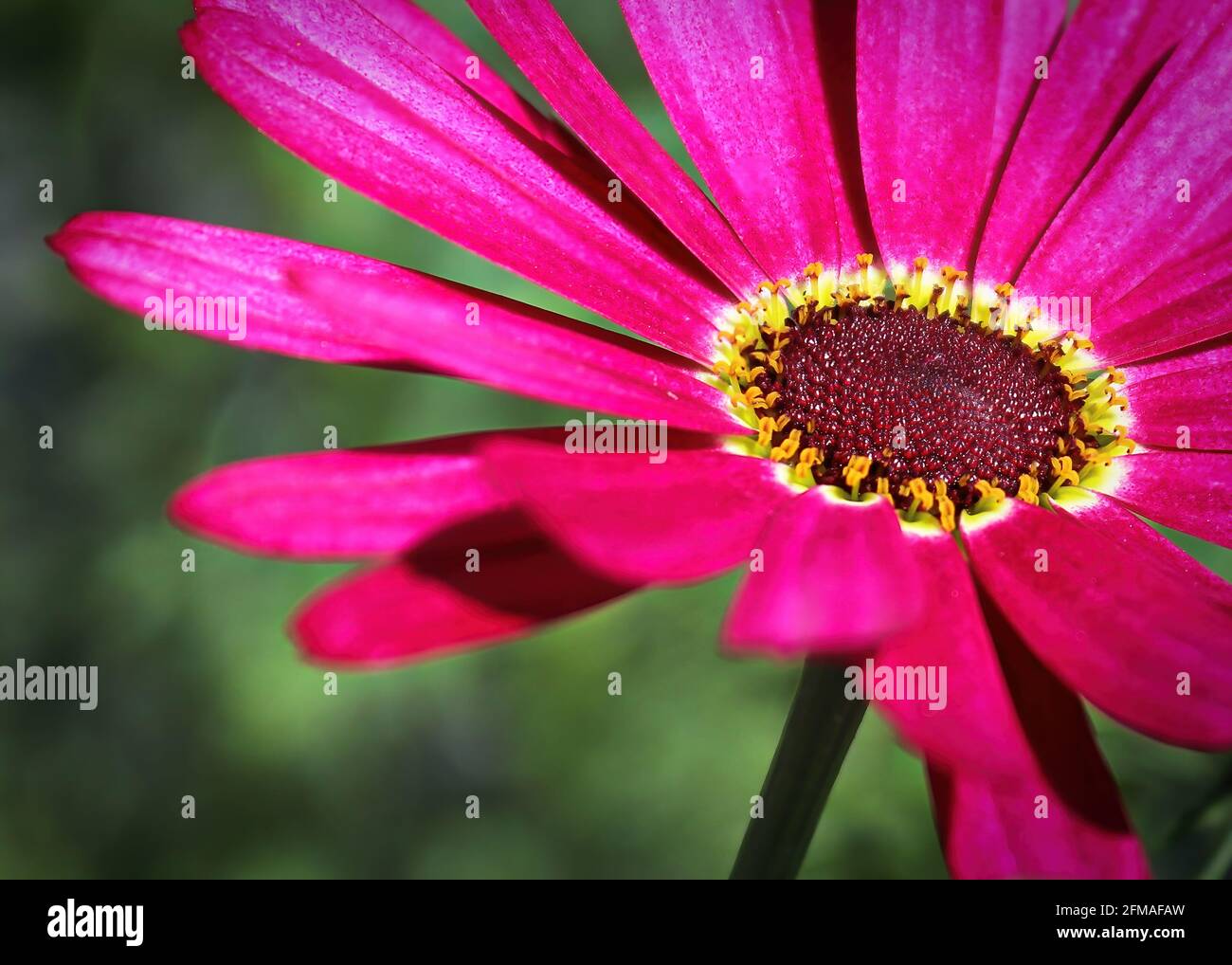 Macro of a pink GranDaisy argyranthemum flower center Stock Photo - Alamy