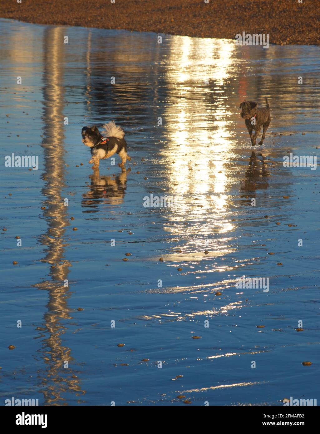 Hove seafront dogs hi-res stock photography and images - Alamy