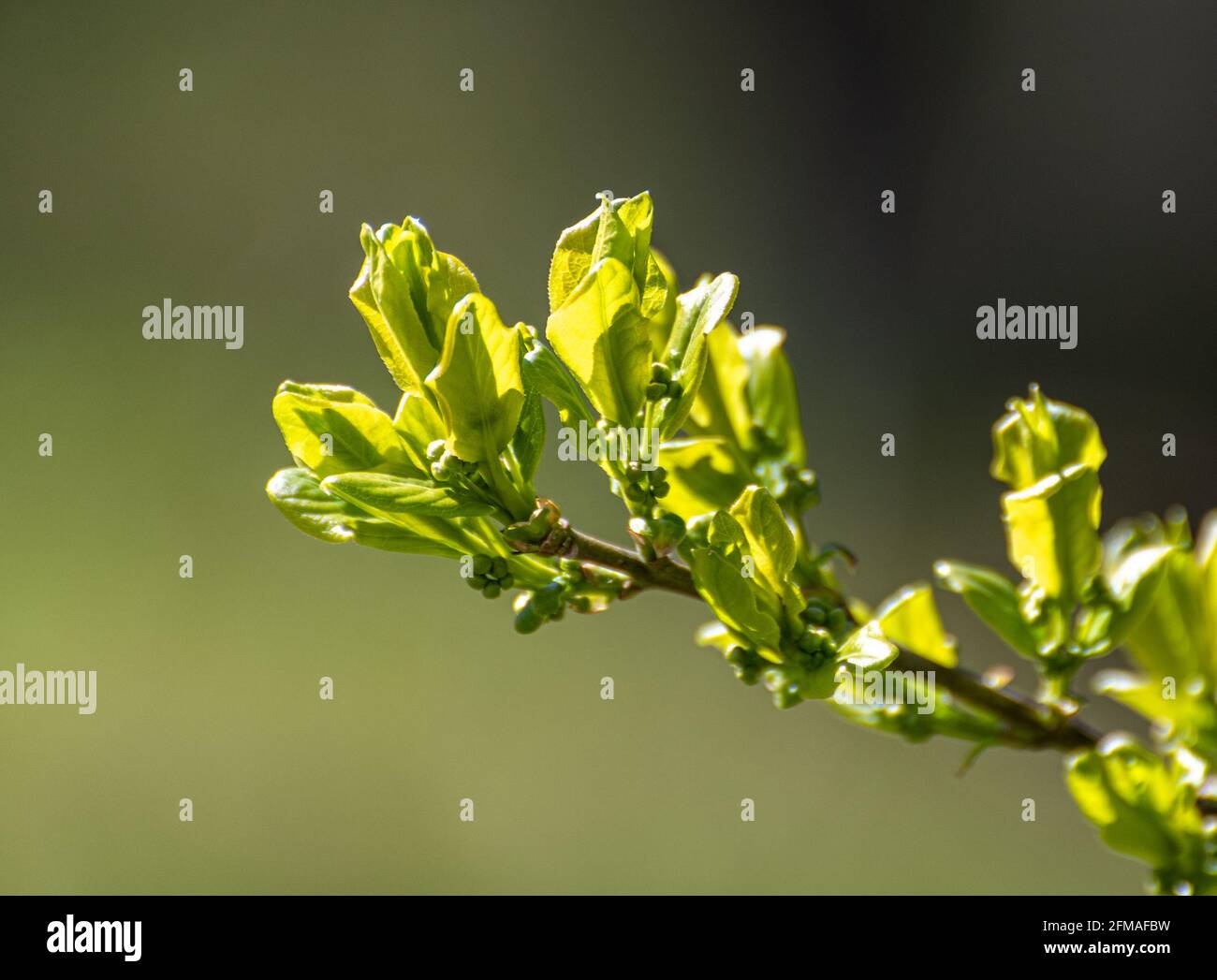 Young leaves hi-res stock photography and images - Alamy