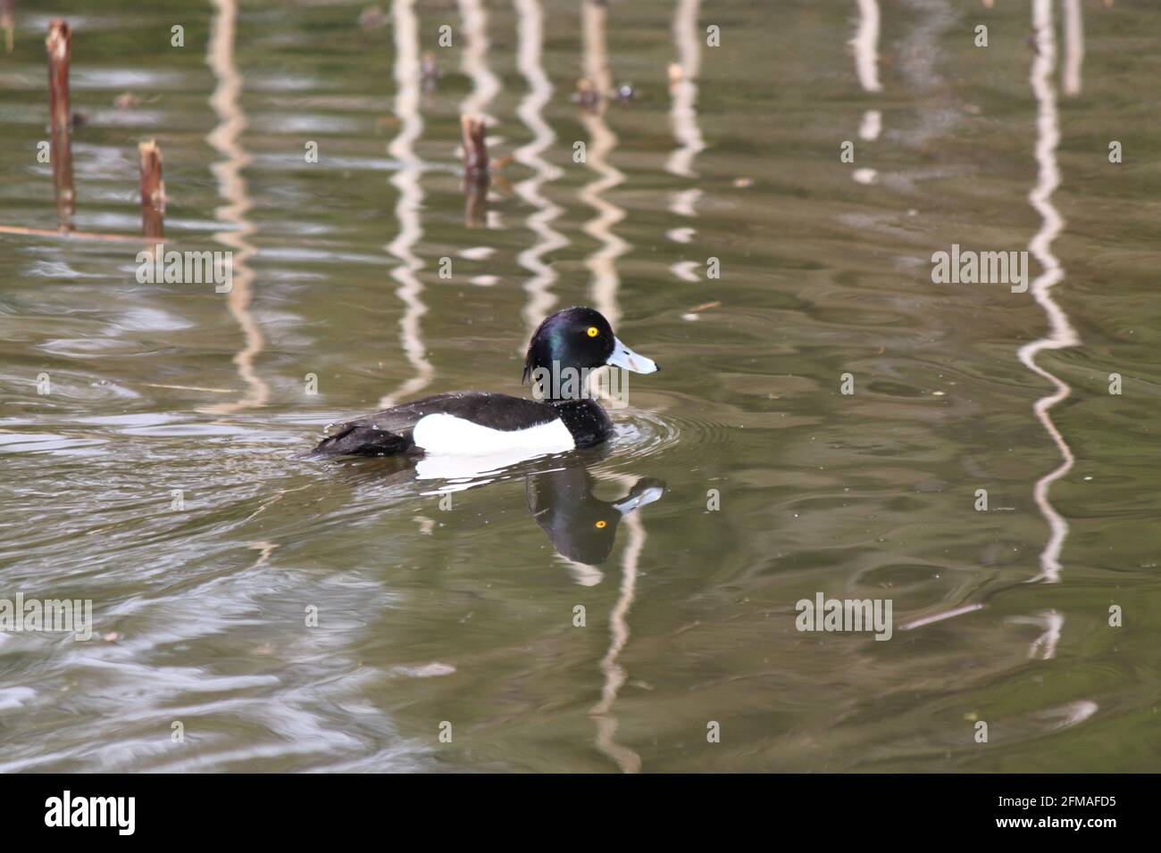 Duck swimming in scottish lake hi-res stock photography and images - Alamy