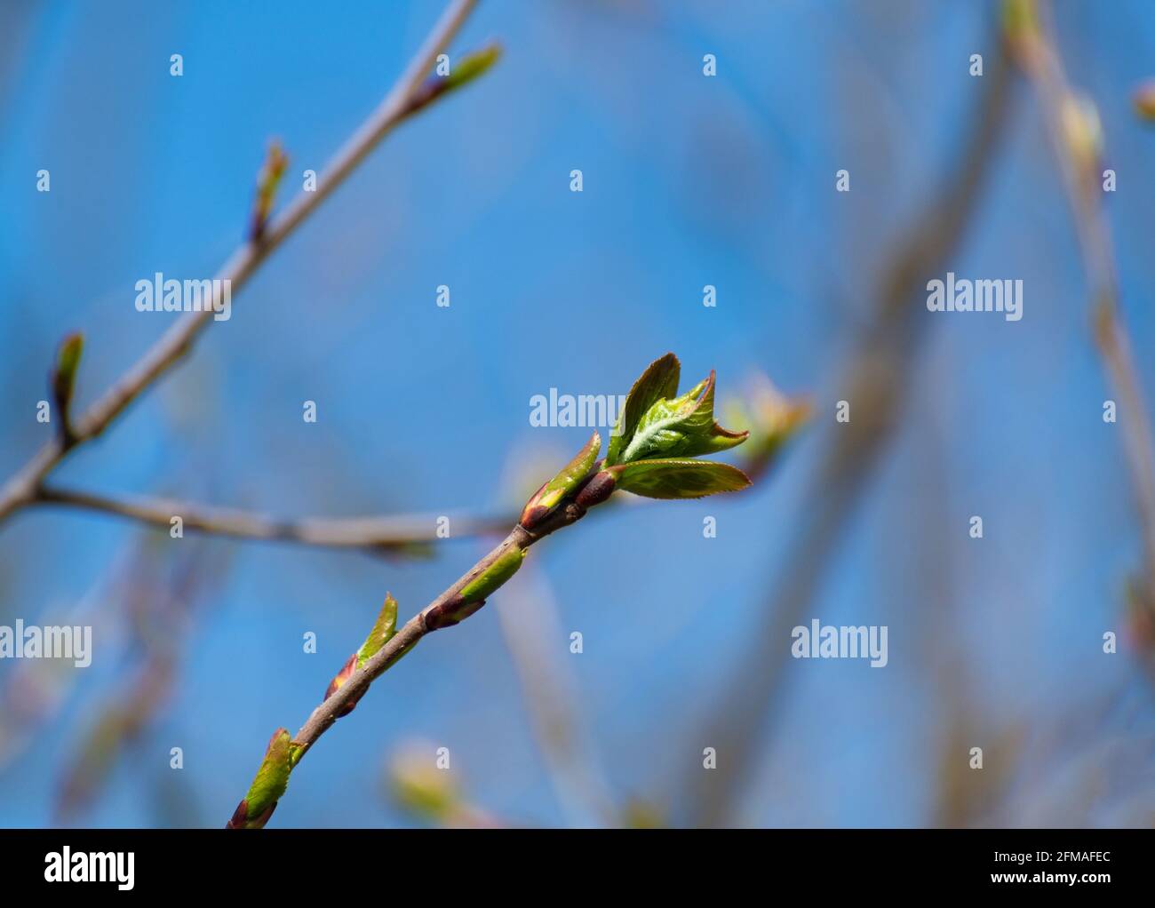 Young leaves hi-res stock photography and images - Alamy