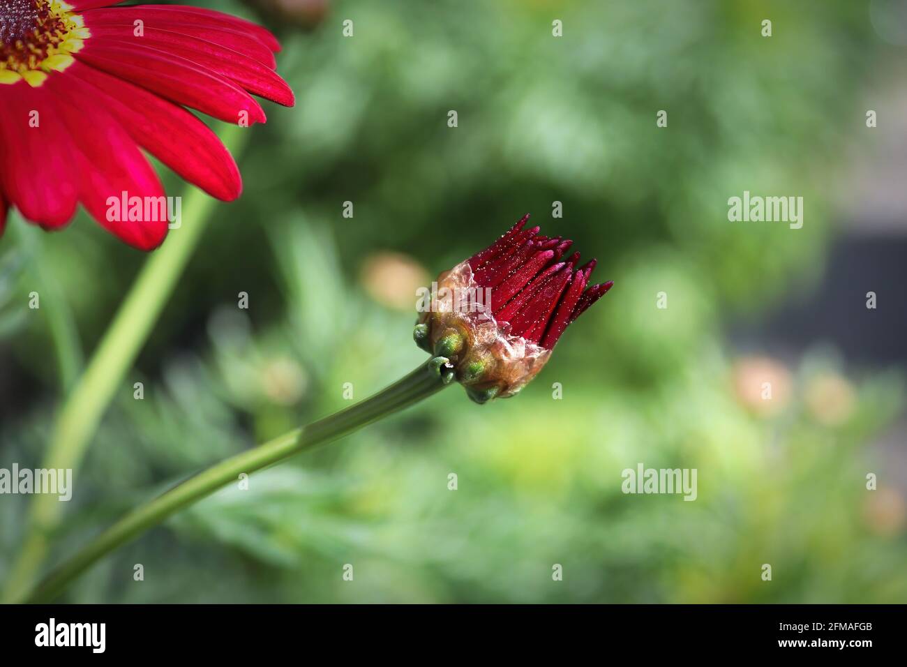 Grandaisy bud hi-res stock photography and images - Alamy