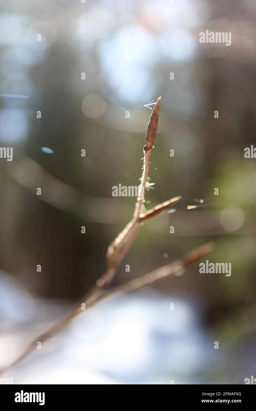 Branches with young shoots in spring Stock Photo - Alamy