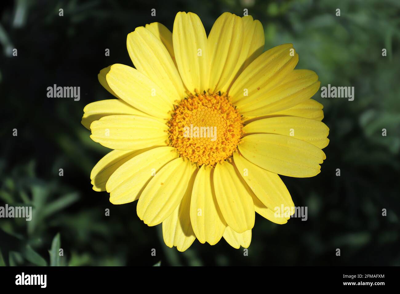 Grandaisy yellow hi-res stock photography and images - Alamy