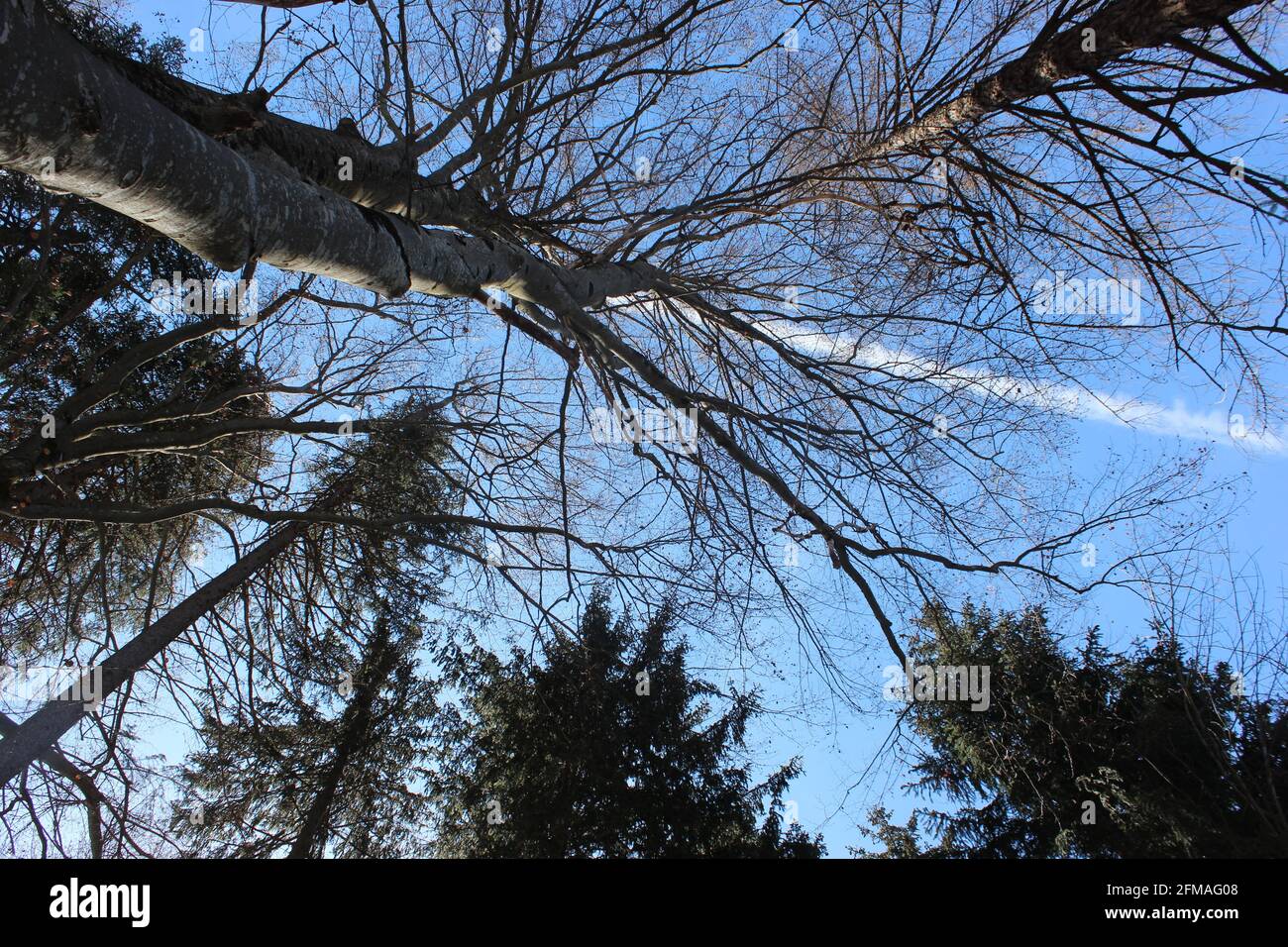 Looking treetops hi-res stock photography and images - Alamy