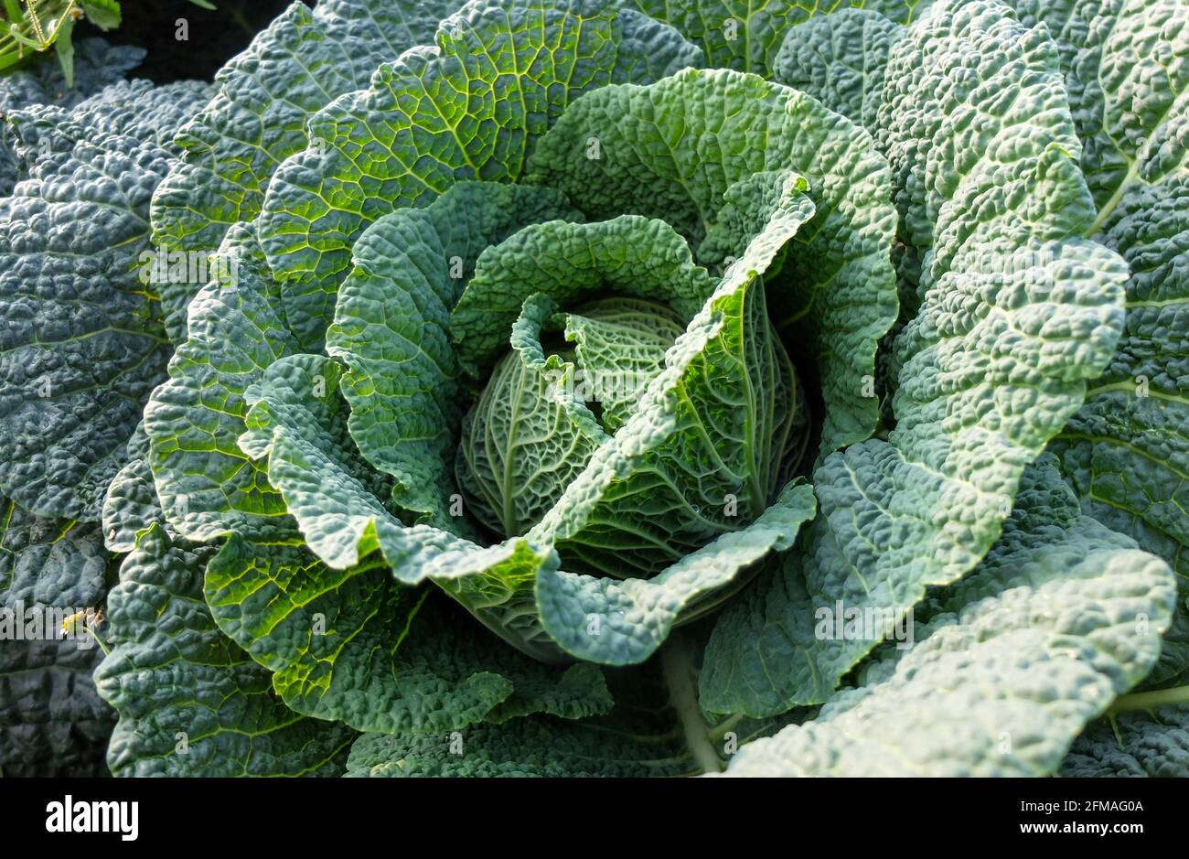 Vertus hi-res stock photography and images - Alamy