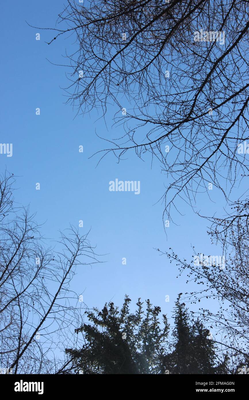 Looking up trees treetops hi-res stock photography and images - Alamy
