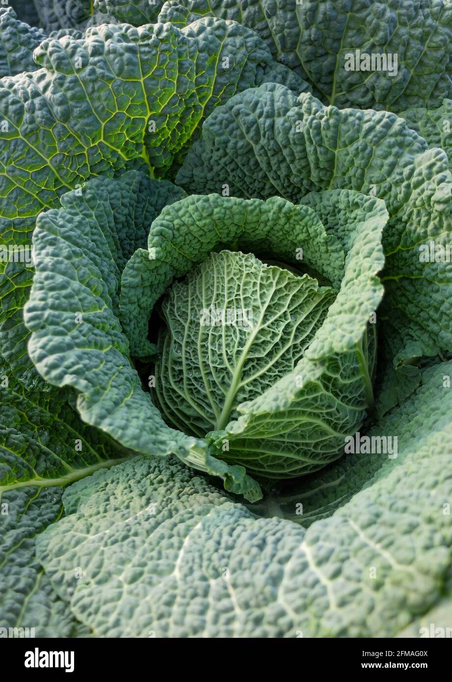 Savoy cabbage 'Vertus' (Brassica oleracea convar.capitata Stock Photo ...