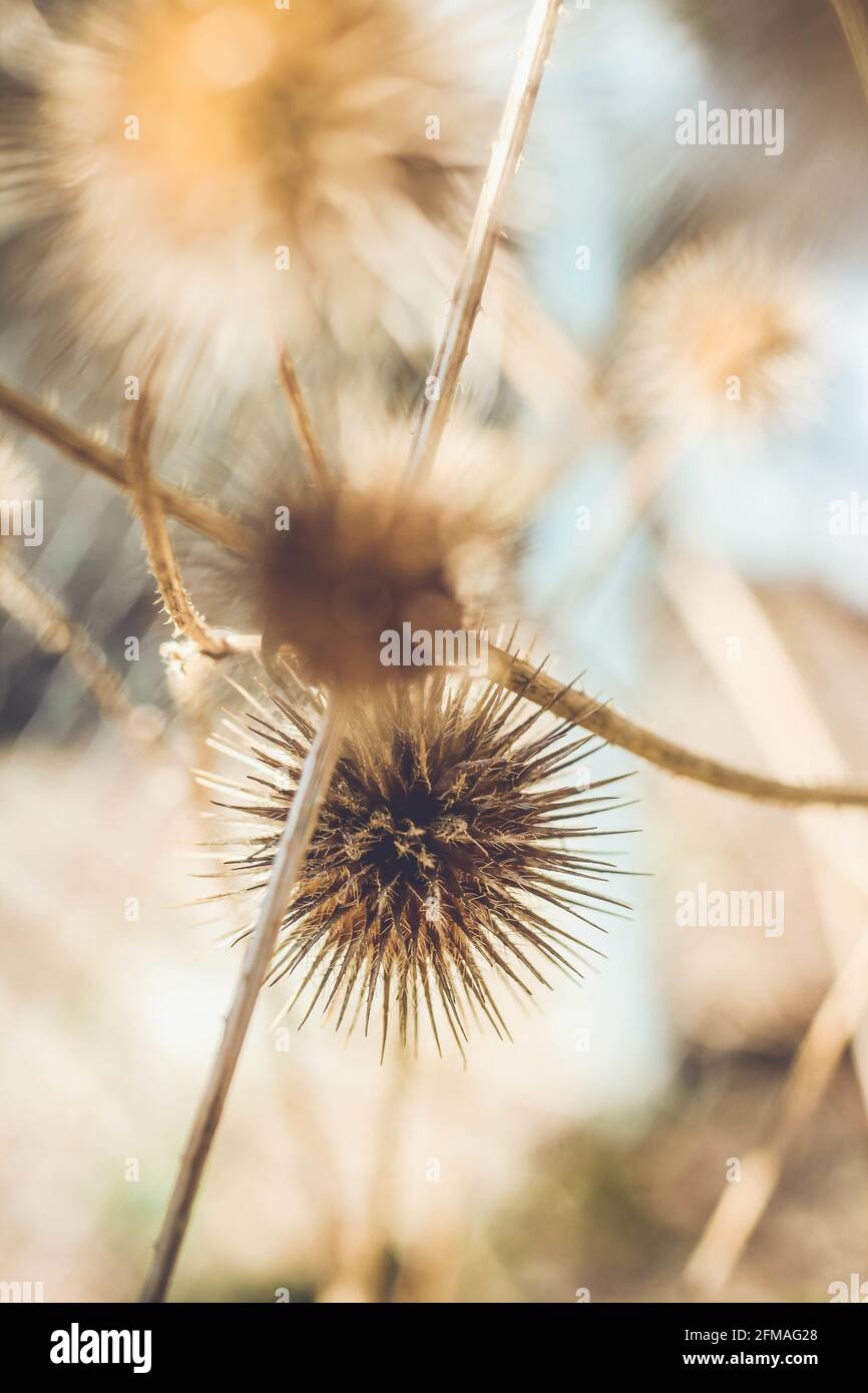 Barbed thistle High Resolution Stock Photography and Images - Alamy