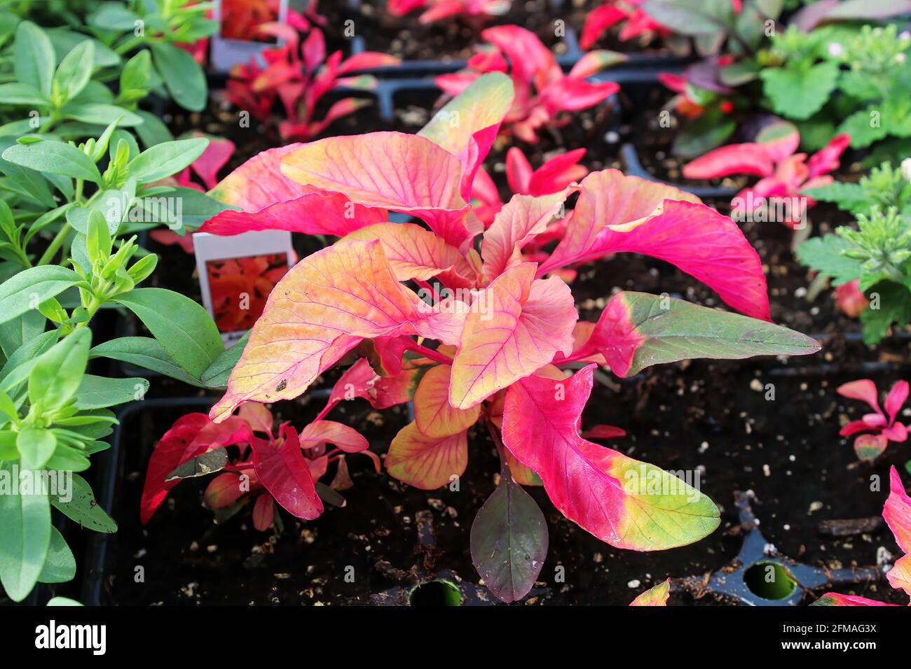 Colorful gold and pink leaves on an amaranth plant Stock Photo - Alamy