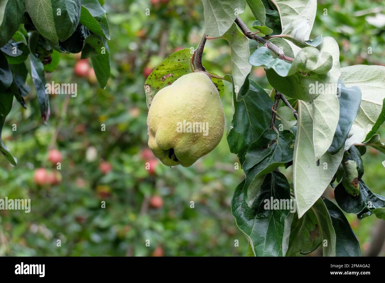 Quince (Cydonia oblonga) on the branch Stock Photo - Alamy