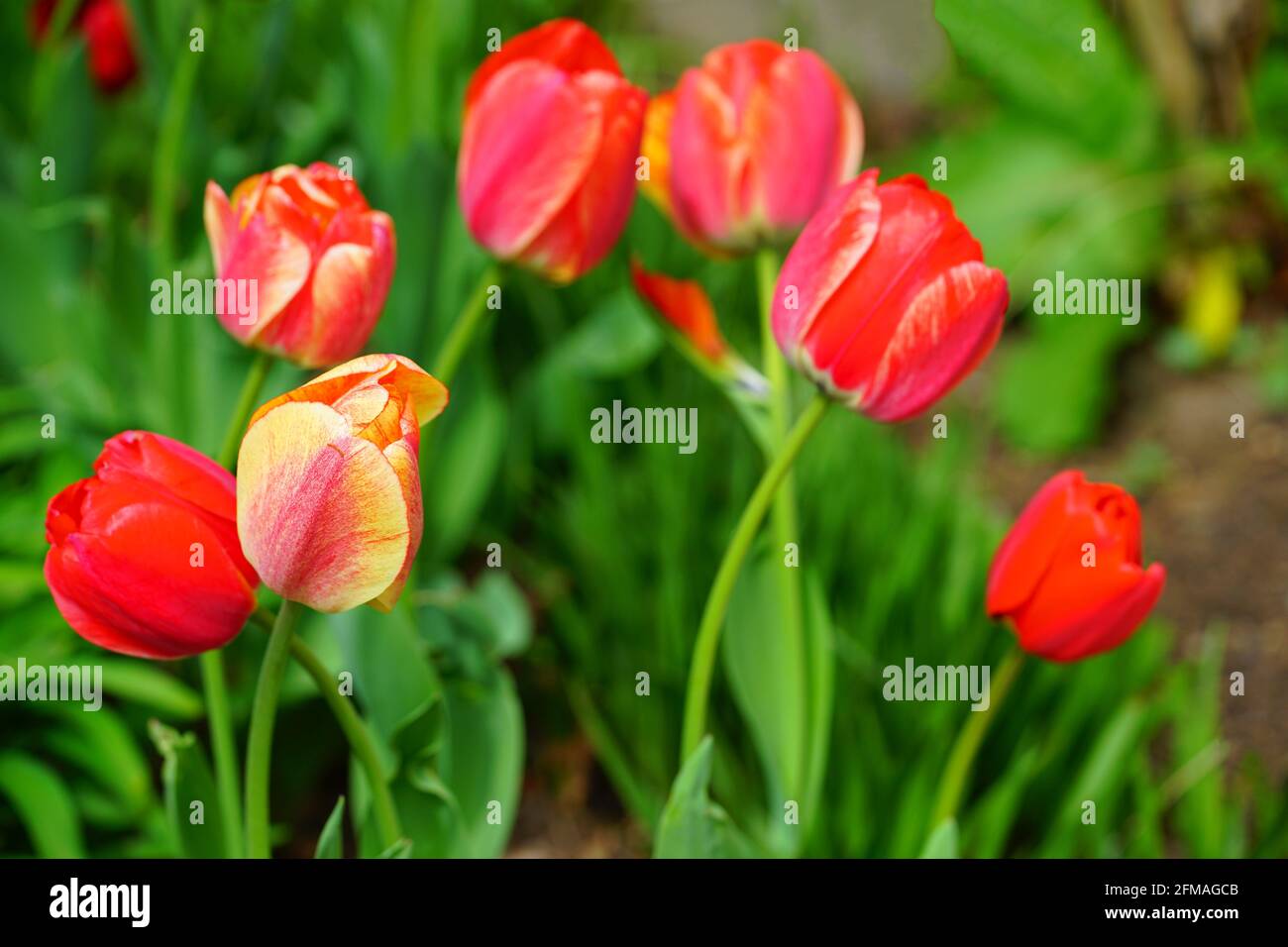Giant darwin hybrid hi-res stock photography and images - Alamy