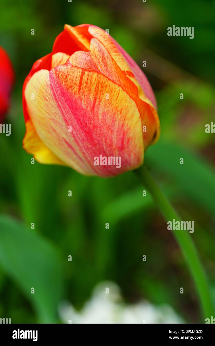 Bicolor giant Darwin tulip flowers in the spring garden Stock Photo - Alamy