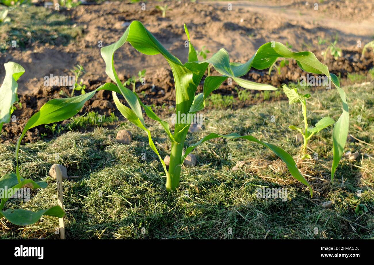 Sweet corn 'Sextet' (Zea mays Saccharata group), mulch layer from lawn ...