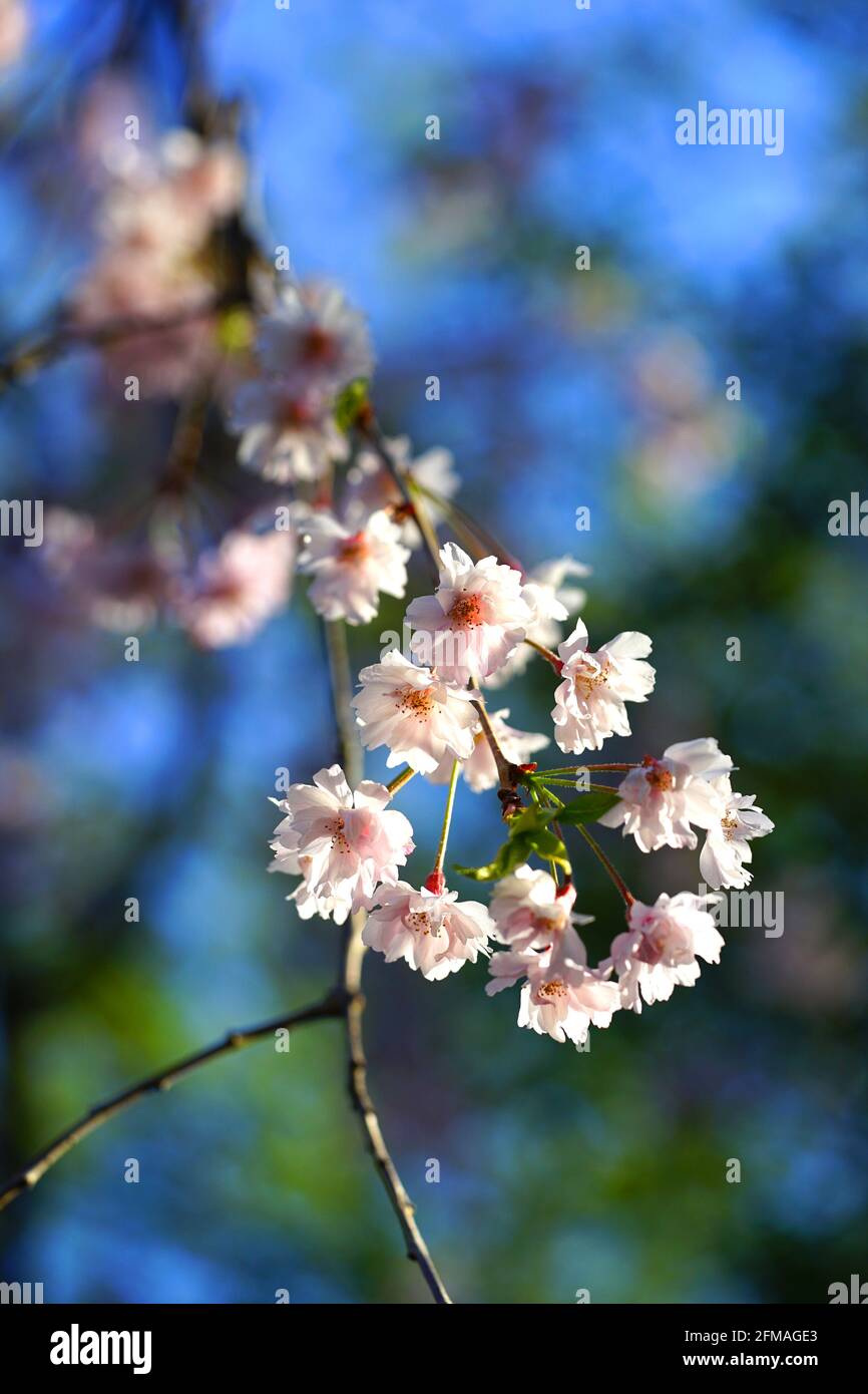 Billowy pink blossoms of a weeping sakura cherry prunus tree in spring ...