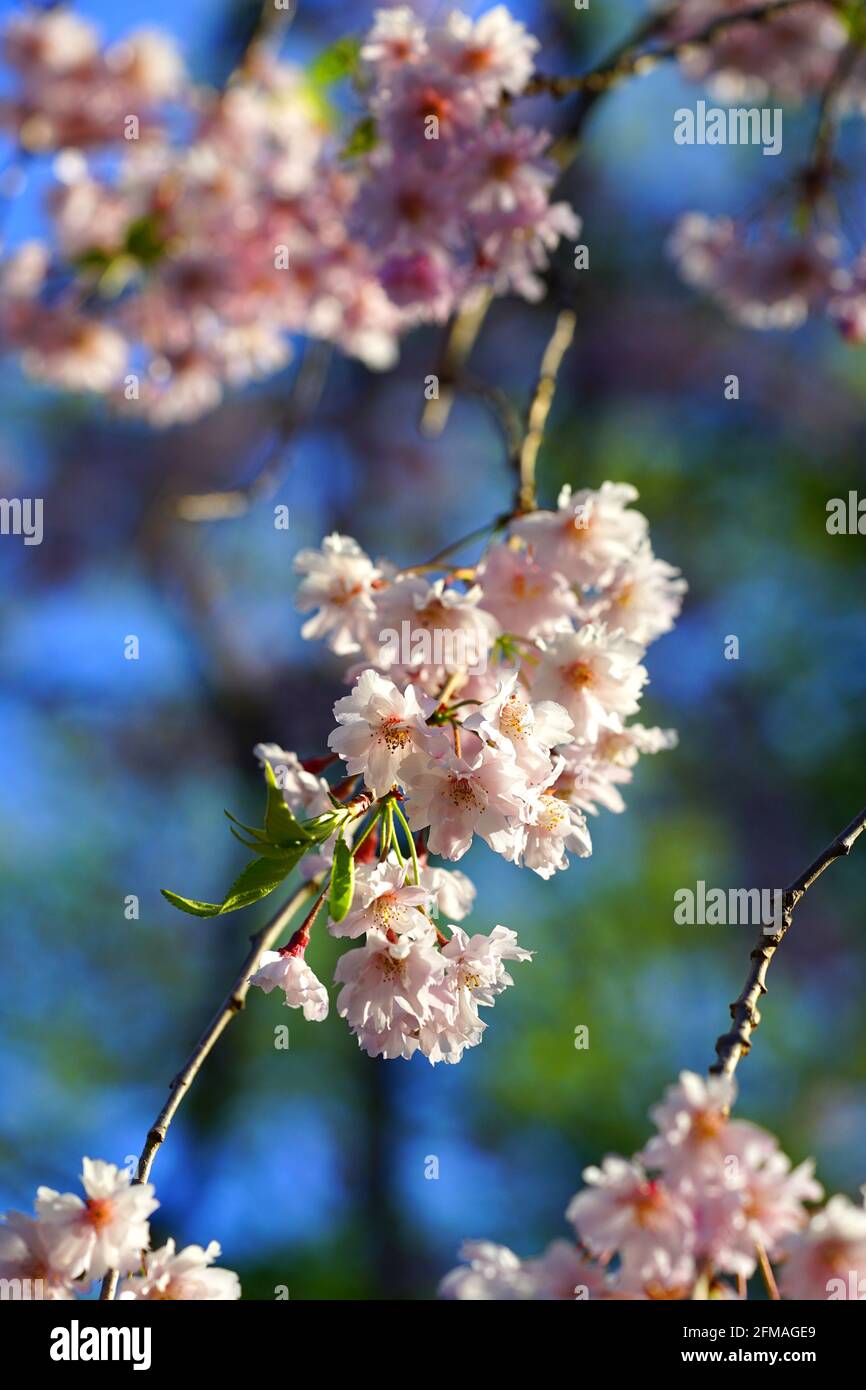 Billowy pink blossoms of a weeping sakura cherry prunus tree in spring ...