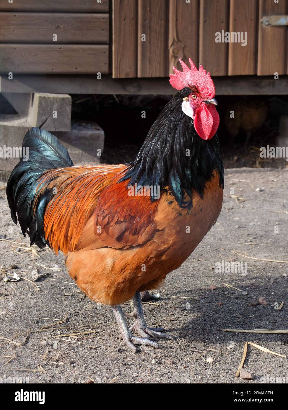 The lucky rooster, breed: Vorwerkhühner Stock Photo - Alamy