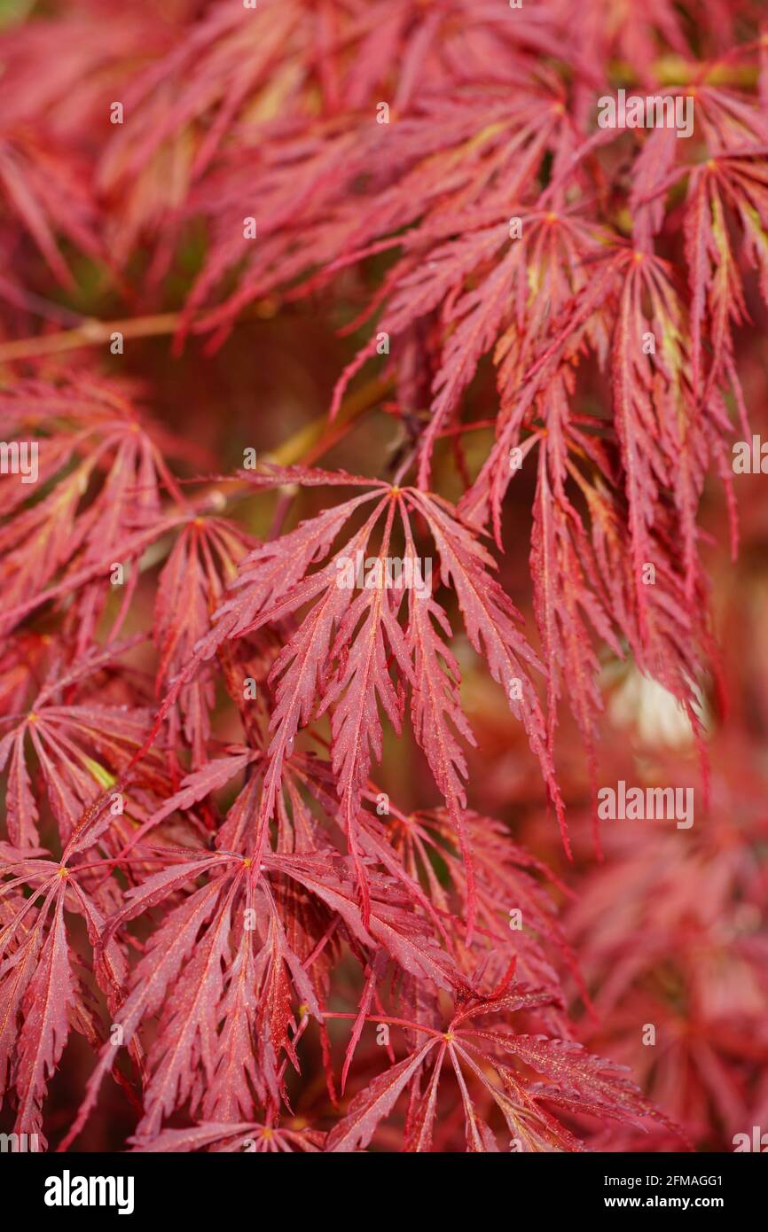 Red foliage of the weeping Laceleaf Japanese Maple tree (Acer palmatum ...