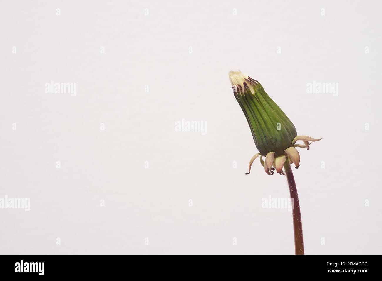 Closed dandelion flower on a white background Stock Photo - Alamy