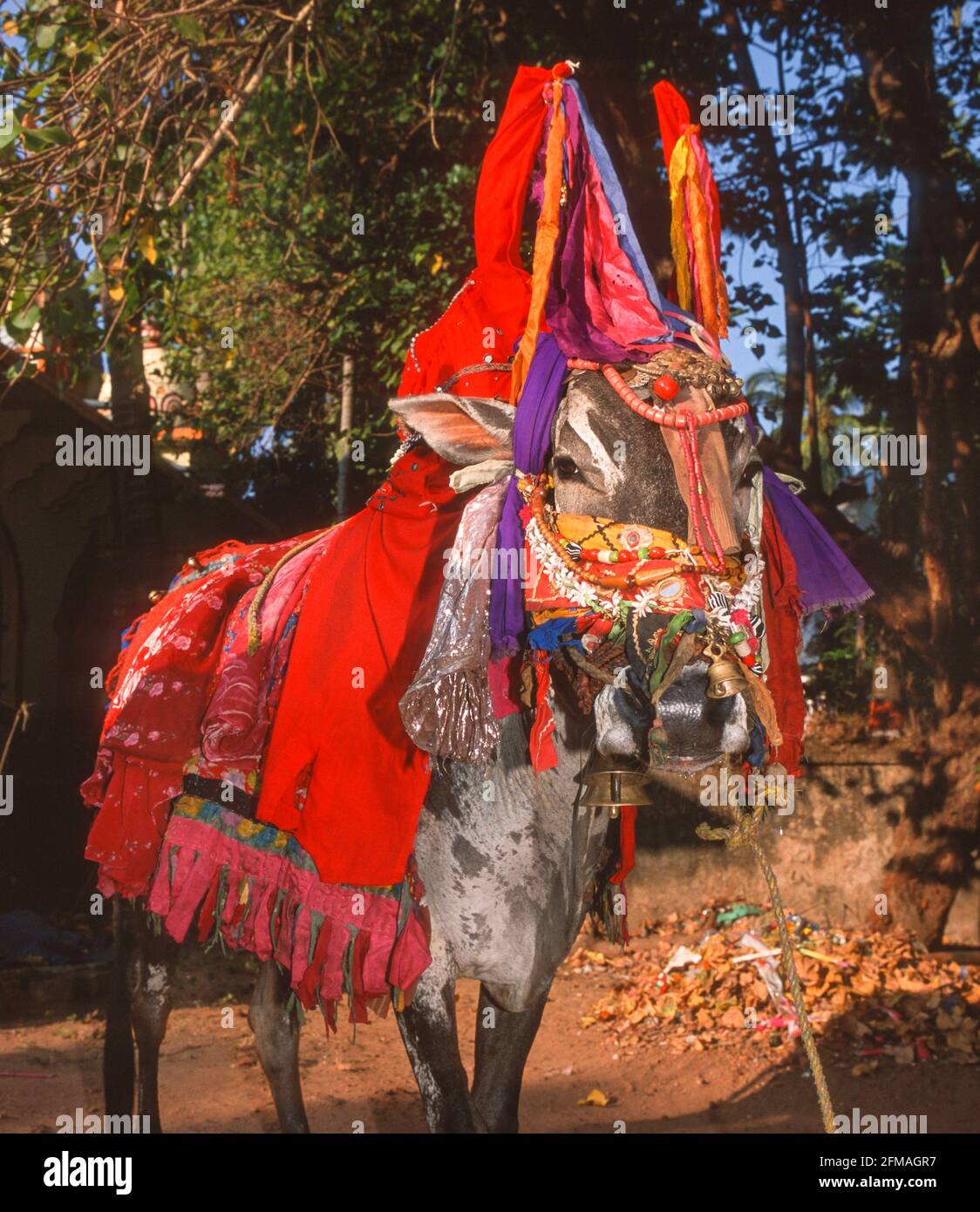 GOA, INDIA - Decorated cow at Shantadurga Hindu Temple in Calangute ...