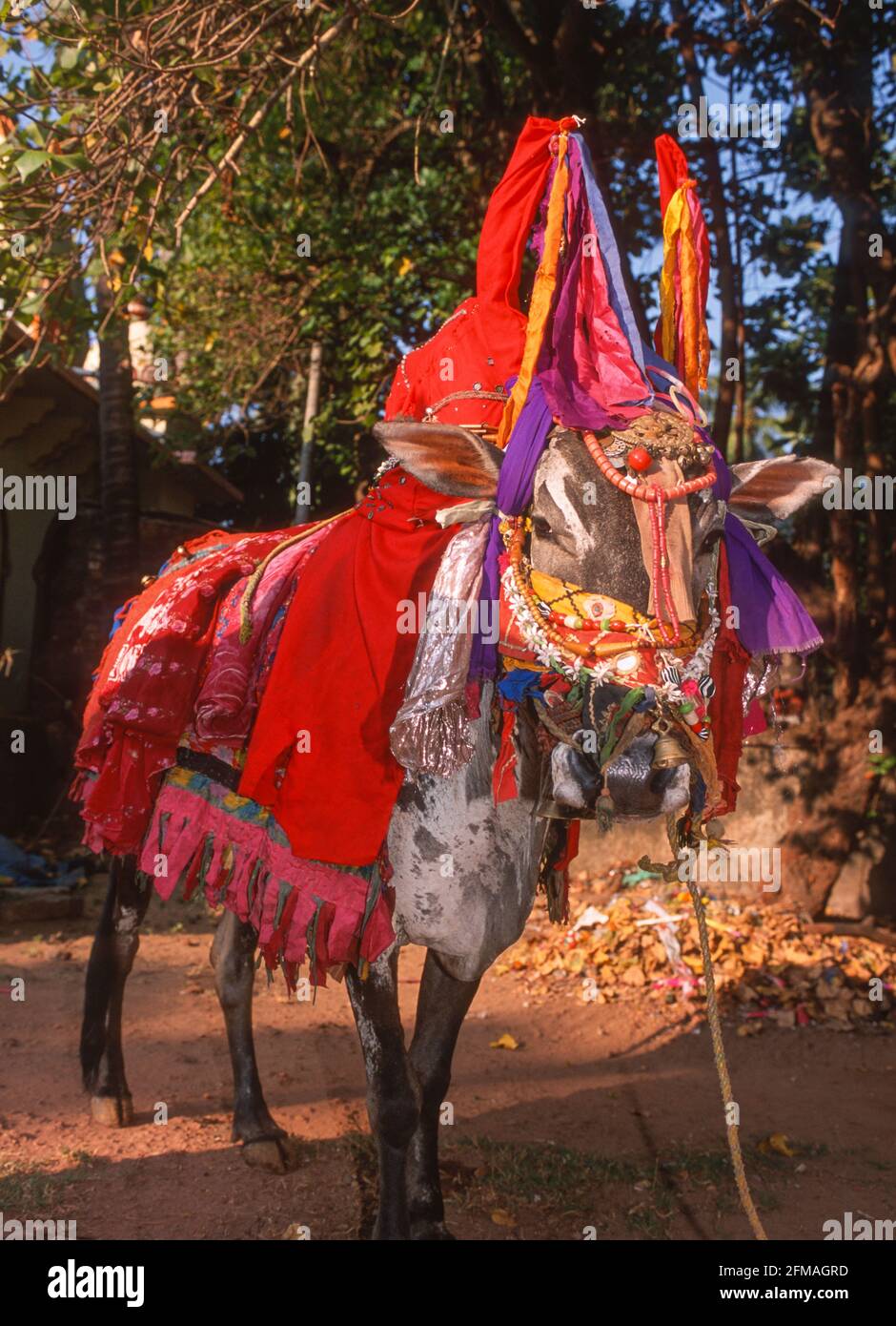 GOA, INDIA - Decorated cow at Shantadurga Hindu Temple in Calangute ...