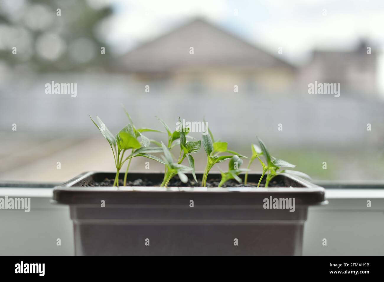 Bell pepper sprout hi-res stock photography and images - Alamy