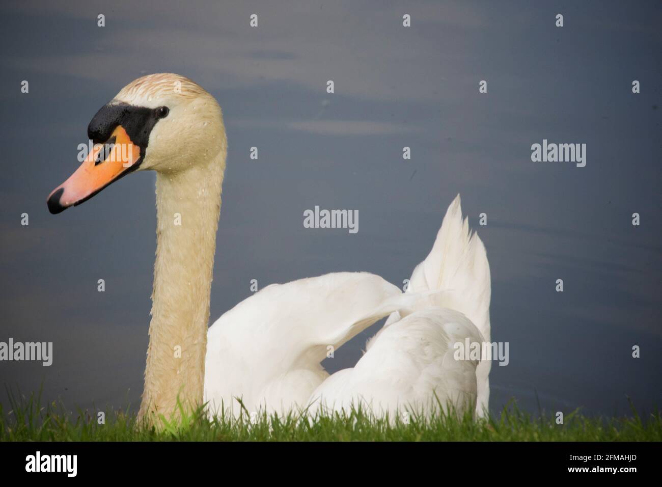 Berwick swan uk hi-res stock photography and images - Alamy