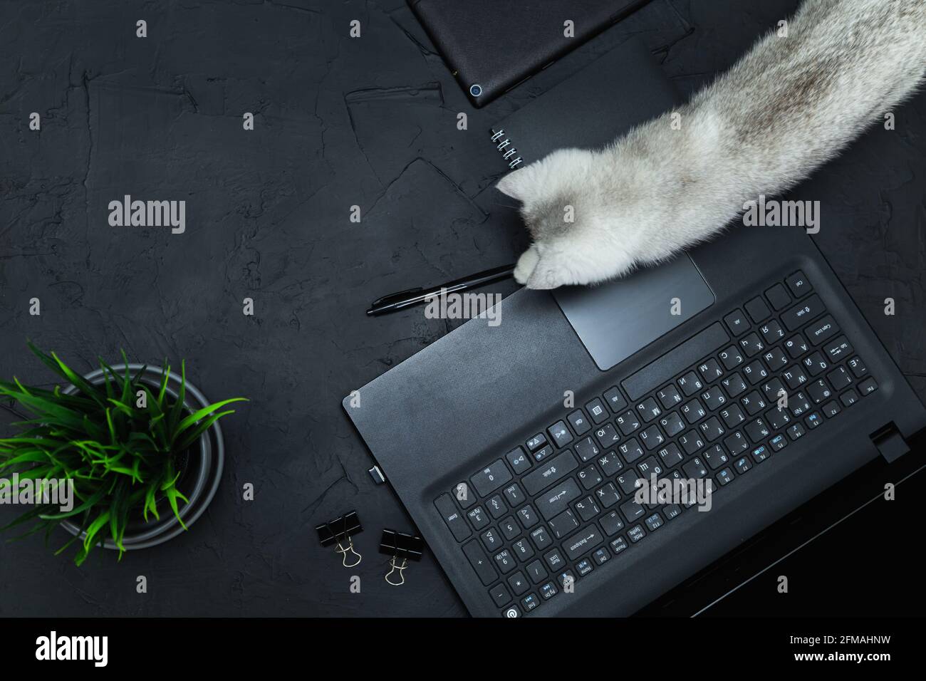 Curious cat on the table of a businessman. Business, telecommuting ...